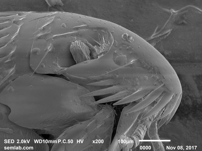 Optical vs SEM Imaging - SEM Lab Inc.